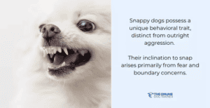 How to Stop Dog From Snapping: 10 Training Tips for Aggressive Dogs