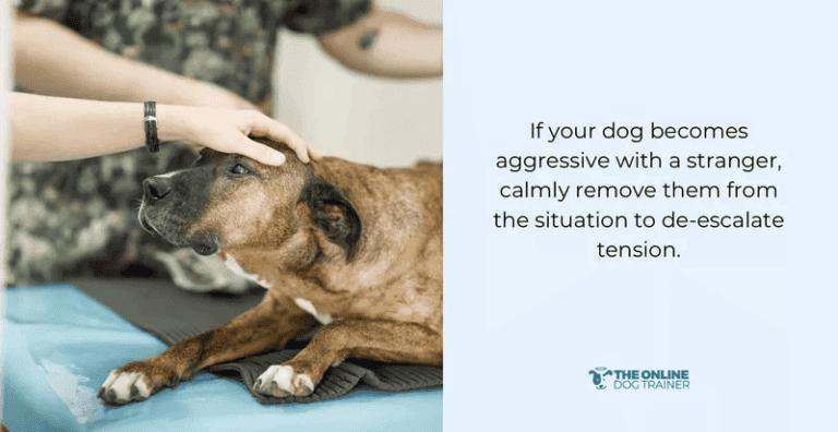 How to Stop Dog From Snapping: 10 Training Tips for Aggressive Dogs