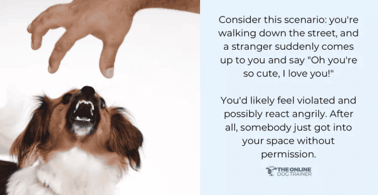 How to Stop Dog From Snapping: 10 Training Tips for Aggressive Dogs