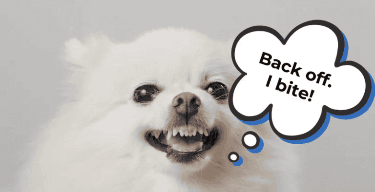 How to Stop Dog From Snapping: 10 Training Tips for Aggressive Dogs