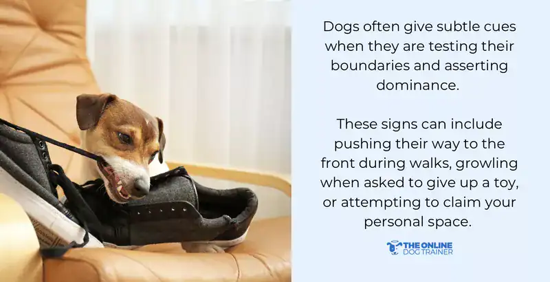 Dog Aggressive Stance: How to Handle a Dominant Dog