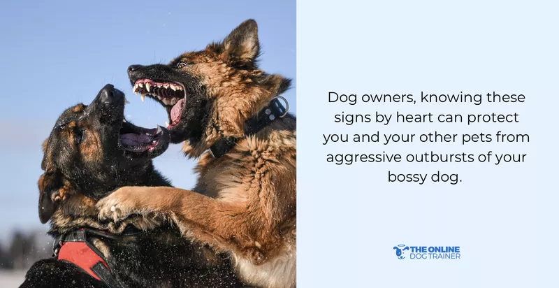 Dog Aggressive Stance: How to Handle a Dominant Dog