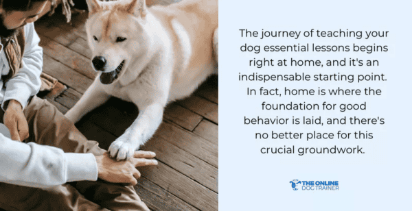 How to Handle a Dominant Dog: 8 Powerful Training Strategies