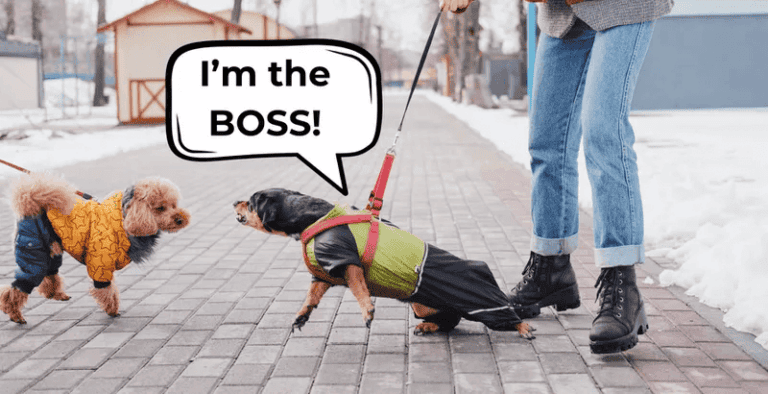 Dog Aggressive Stance: How to Handle a Dominant Dog