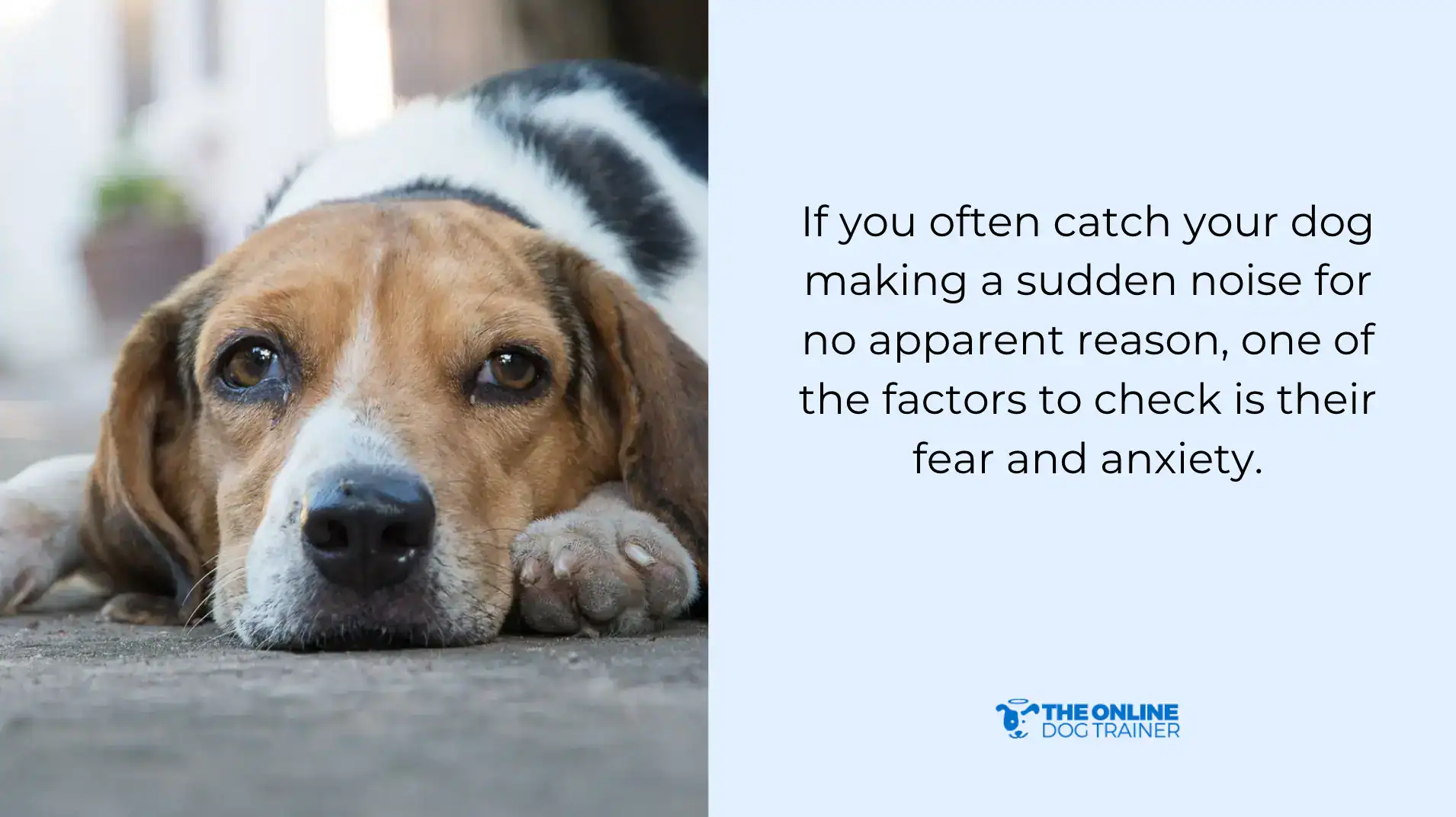 Why A Dog Yelps for No Reason: Here's What You Need to Know