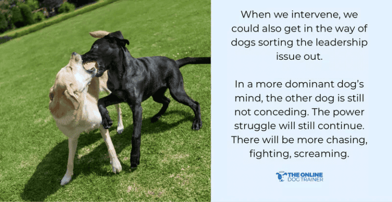 Why A Dog Yelps for No Reason: Here's What You Need to Know