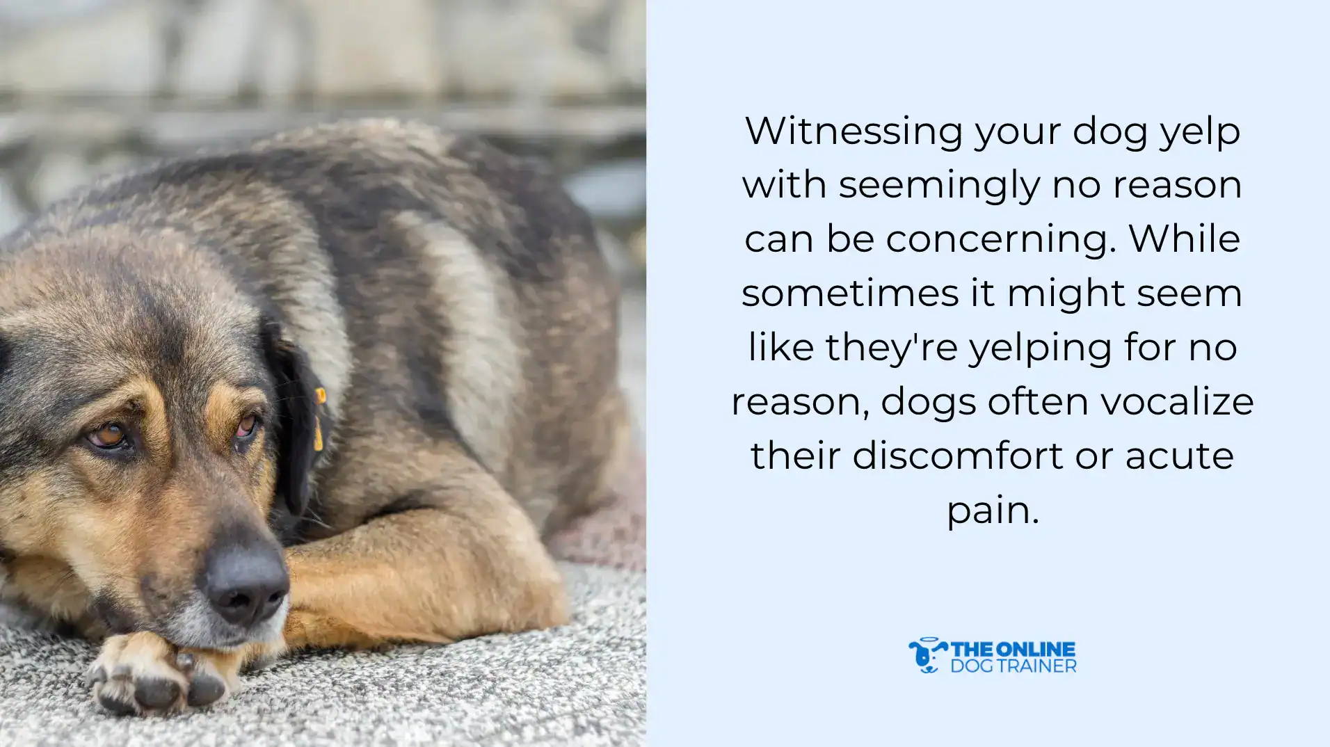 Why A Dog Yelps for No Reason: Here's What You Need to Know