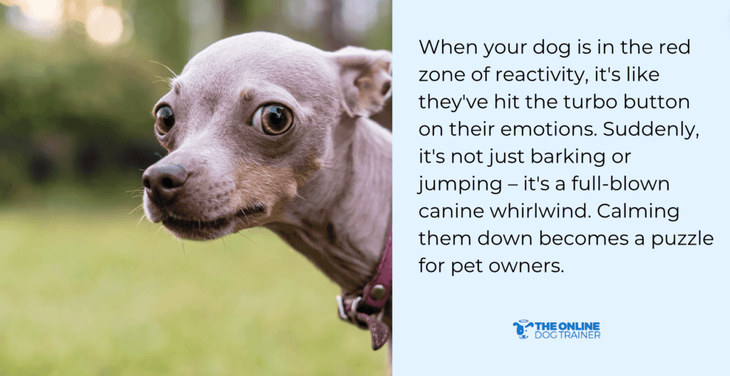 How To Stop Dog Reactivity: Doggy Dan's Comprehensive Guide To Managing ...