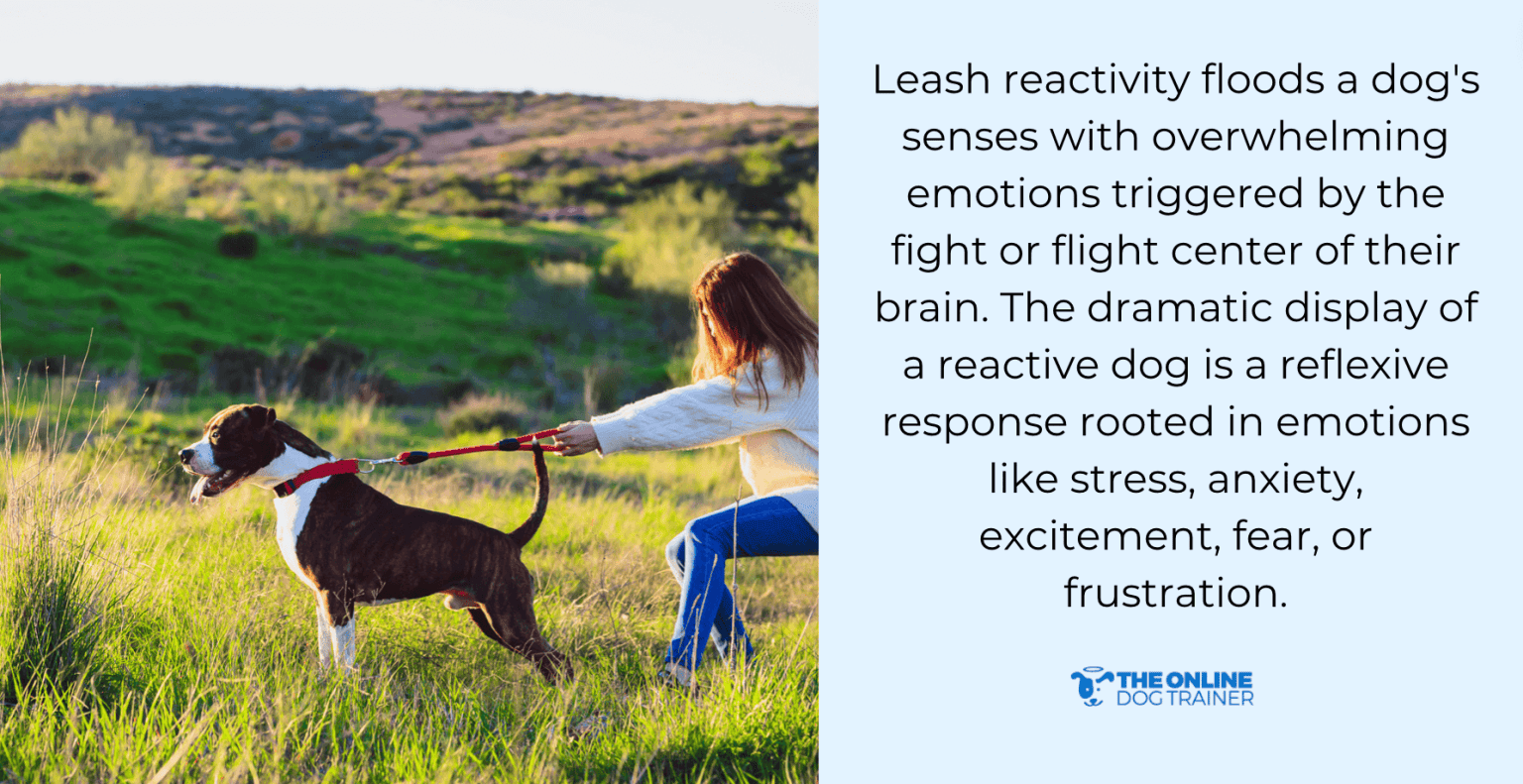 Leash Reactivity VS Aggression: What's The Difference and How to ...