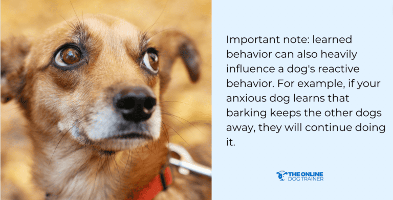 How To Stop Dog Reactivity: Doggy Dan's Comprehensive Guide To Managing ...