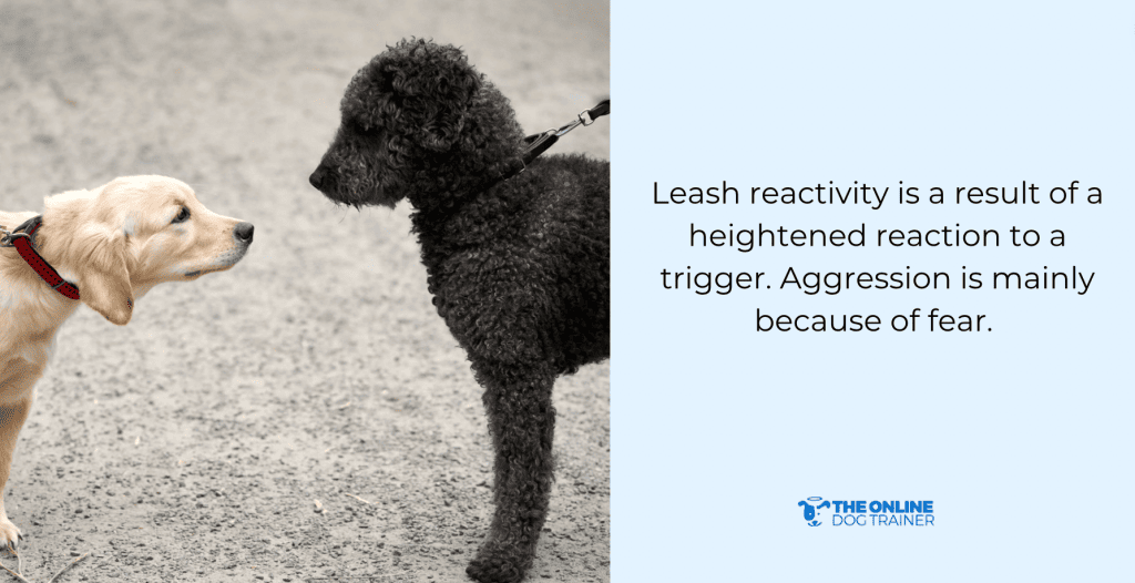 Leash Reactivity VS Aggression: What's The Difference and How to ...