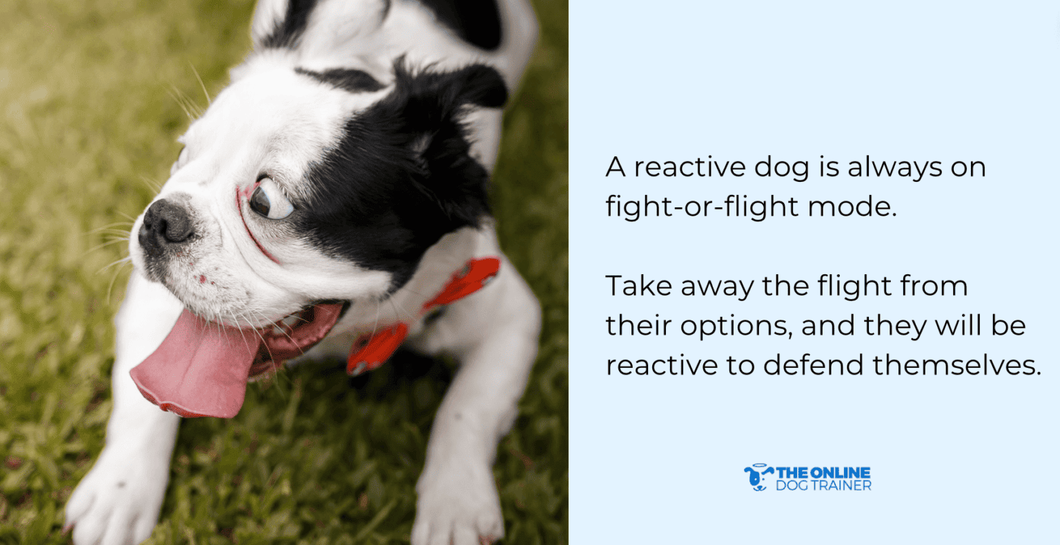 How To Stop Dog Reactivity: Doggy Dan's Comprehensive Guide To Managing ...
