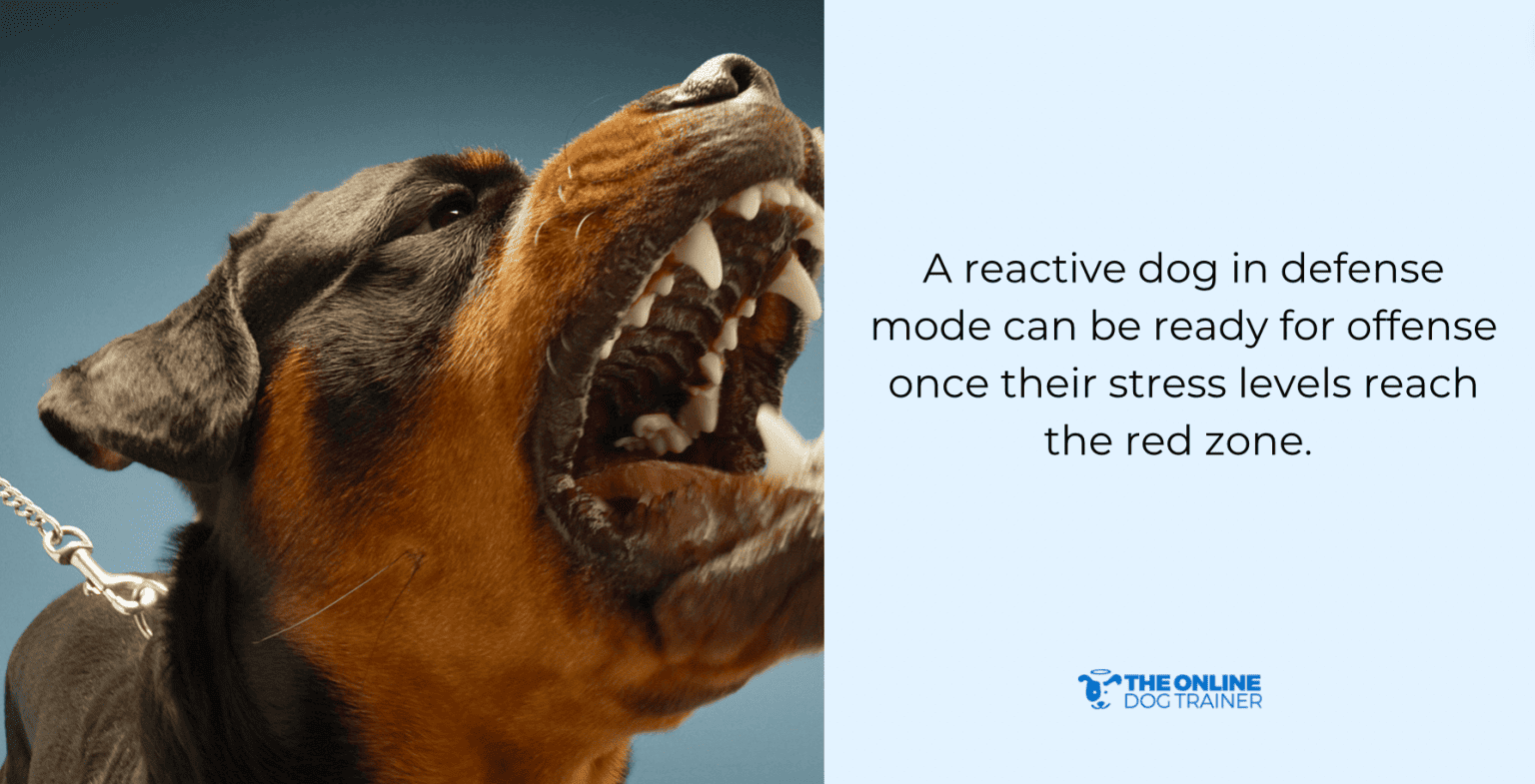 Leash Reactive Dog VS Aggressive Dog: What's The Difference and How to ...