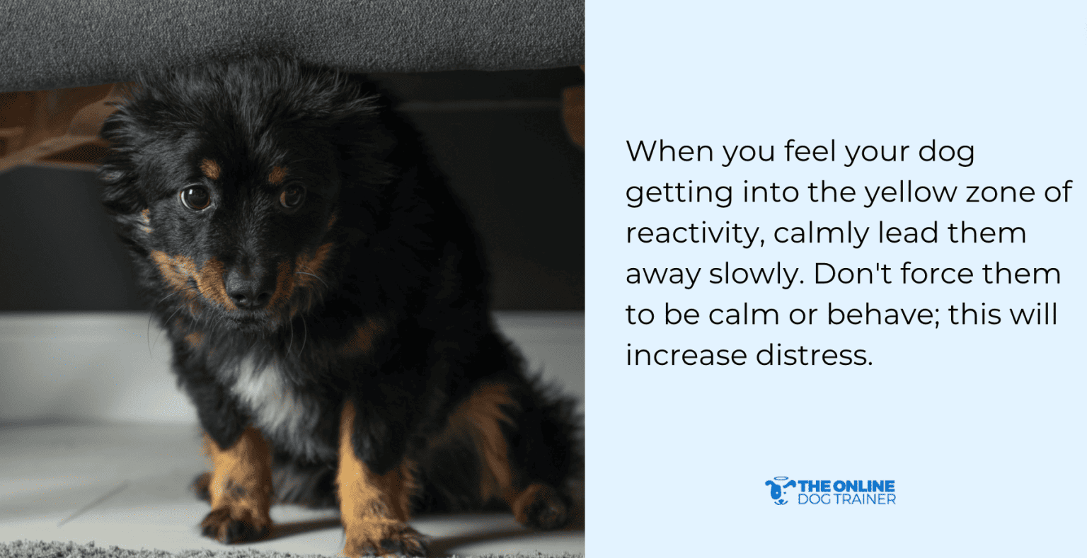 Managing an Anxious Reactive Dog: Training a Reactive Dog the Doggy Dan ...