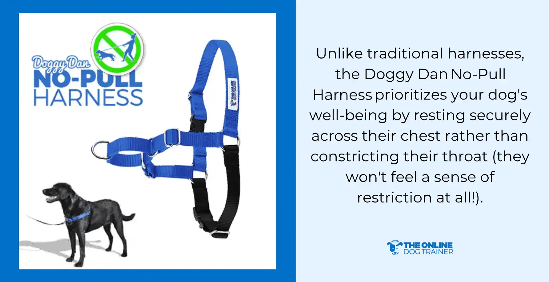Leash Reactive Dog VS Aggressive Dog: What's The Difference and How to ...