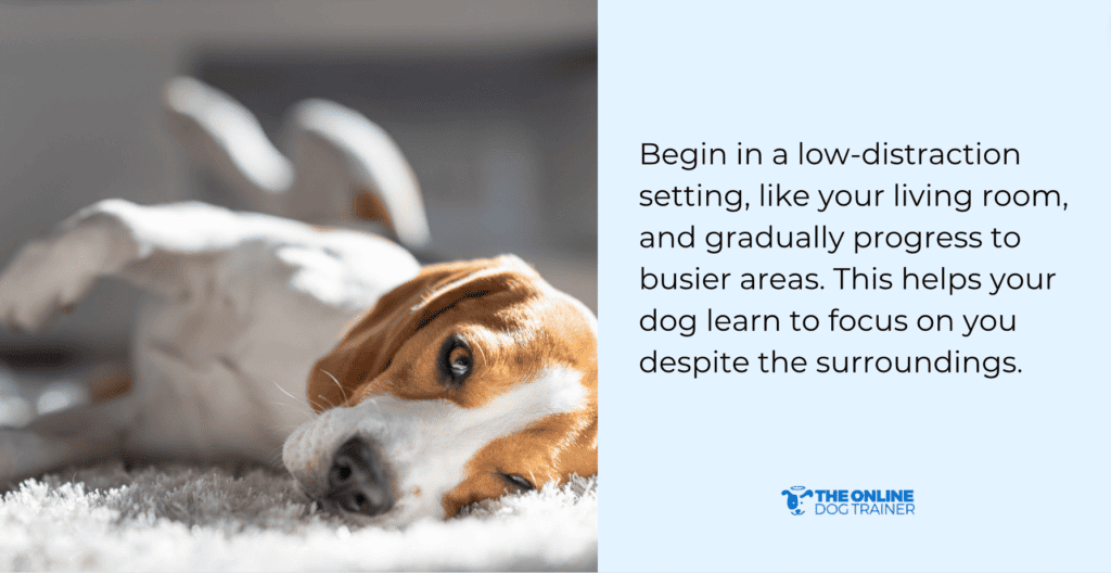 Managing an Anxious Reactive Dog: Training a Reactive Dog the Doggy Dan ...