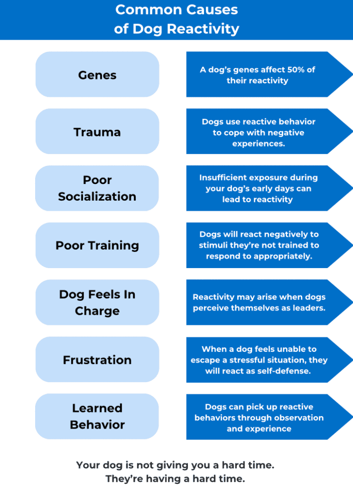 How To Stop Dog Reactivity: Doggy Dan's Comprehensive Guide To Managing ...