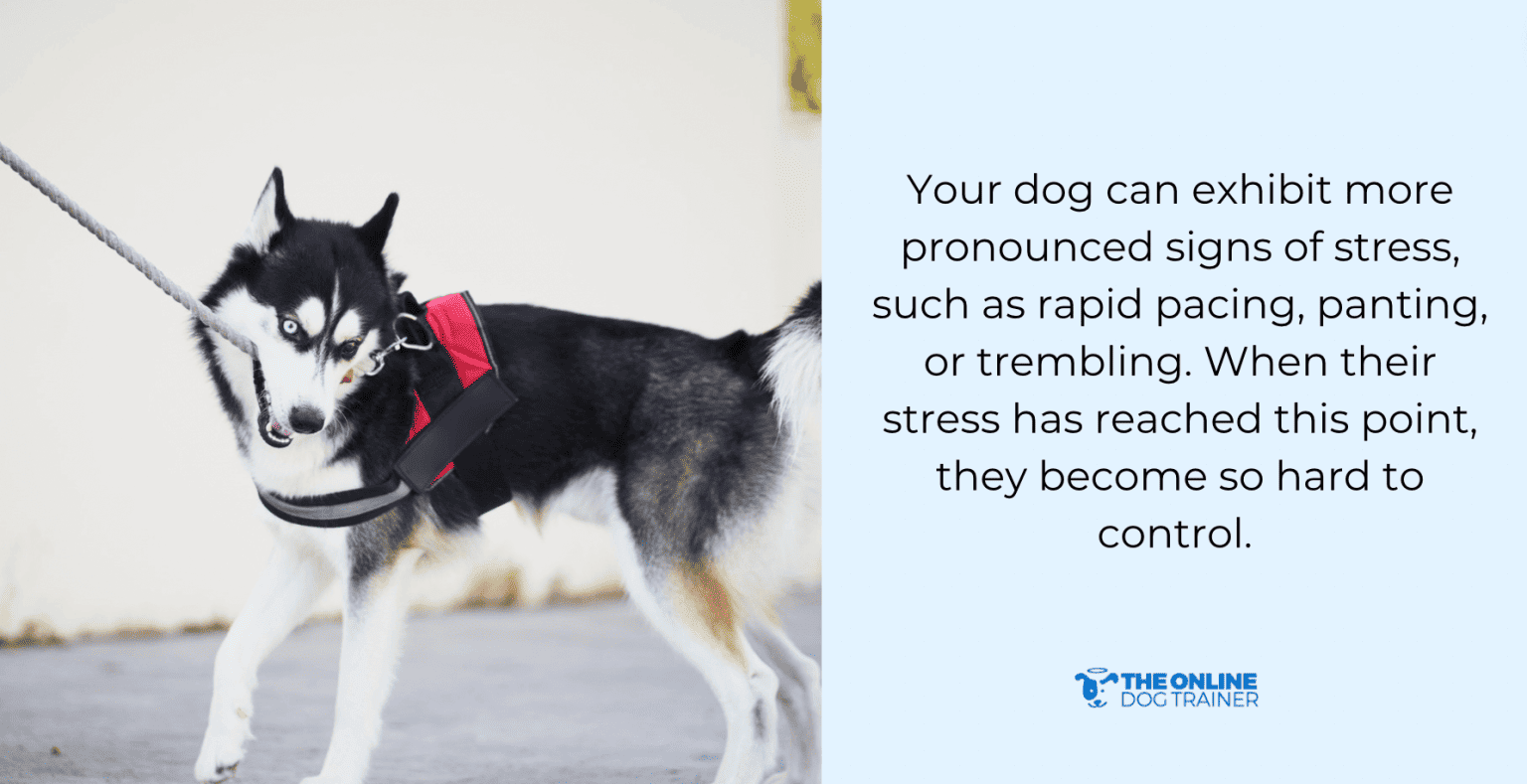 Leash Reactive Dog VS Aggressive Dog: What's The Difference and How to ...