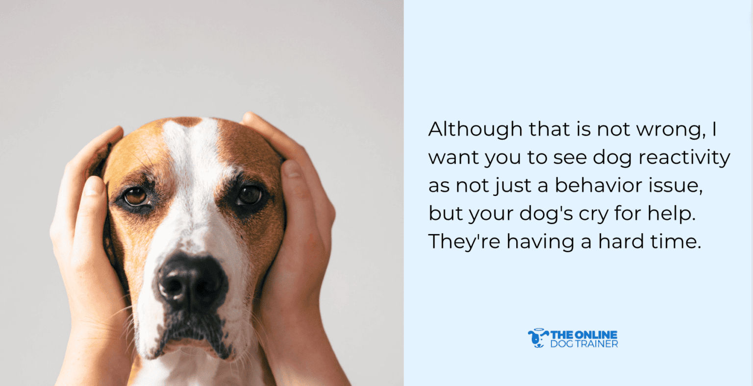 How To Stop Dog Reactivity: Doggy Dan's Comprehensive Guide To Managing ...