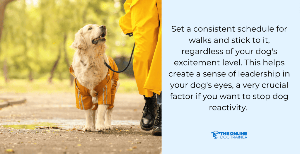 Leash Reactive Dog VS Aggressive Dog: What's The Difference and How to ...