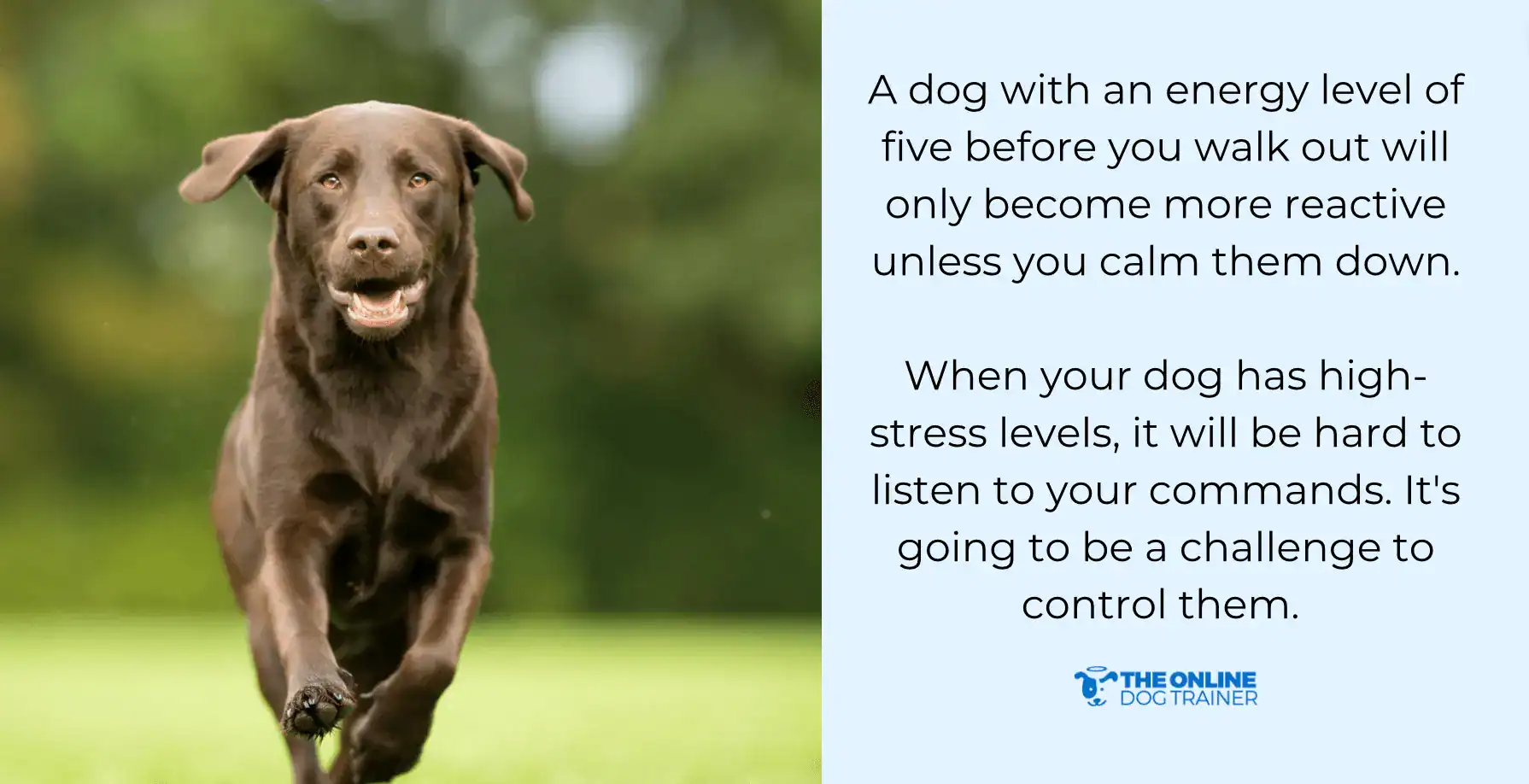 Leash Reactive Dog VS Aggressive Dog: What's The Difference and How to ...
