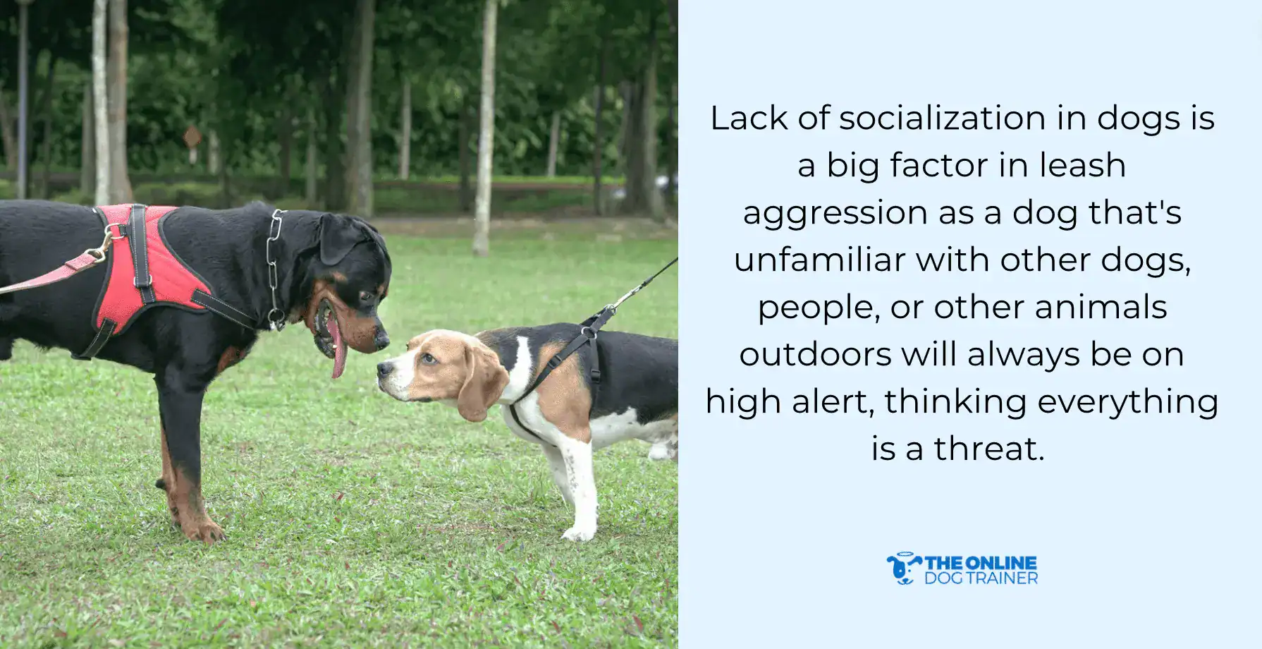 Leash Reactive Dog VS Aggressive Dog: What's The Difference and How to Address Both - The Online ...