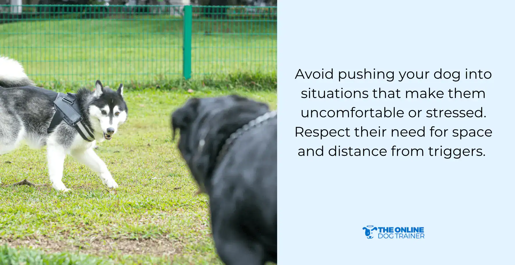 Leash Reactive Dog VS Aggressive Dog: What's The Difference and How to ...
