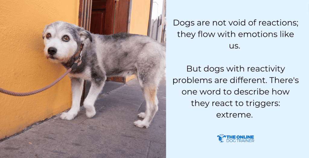 Reactive Dog Meaning: Is Your Dog Showing Signs of Reactivity? - The ...