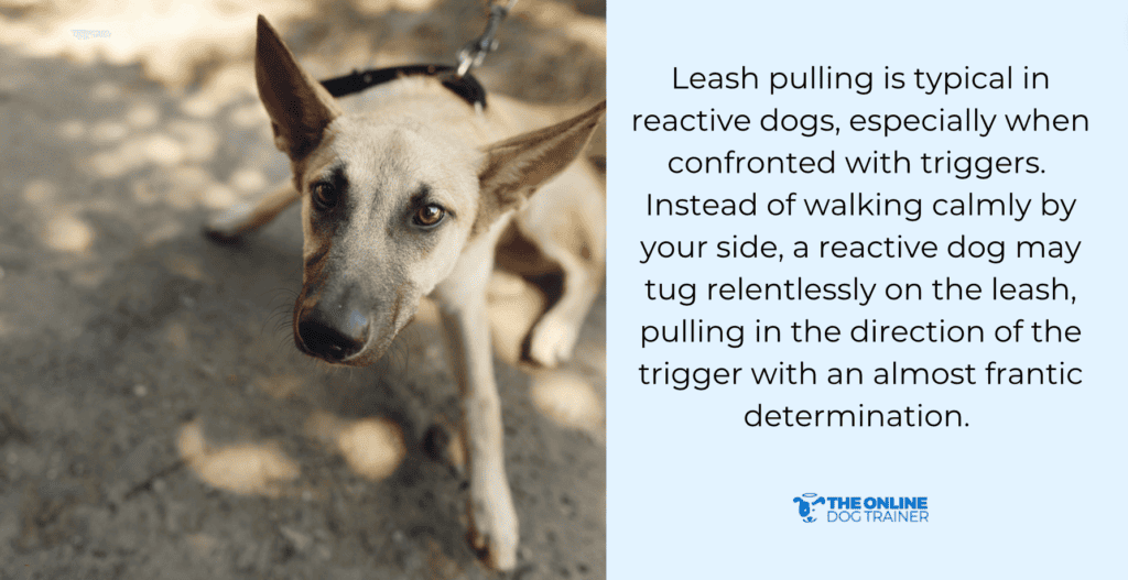 Reactive Dog Meaning: Is Your Dog Showing Signs of Reactivity? - The ...