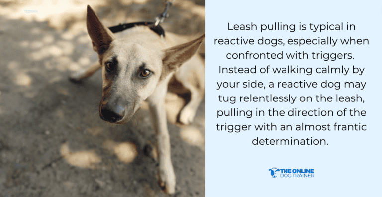 Reactive Dog Meaning: Is Your Dog Showing Signs of Reactivity? - The ...