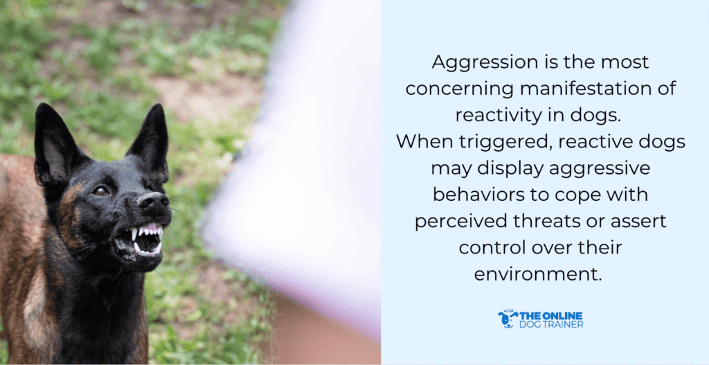 Why Is My Dog Reactive: What You Really Need To Know About Reactivity ...