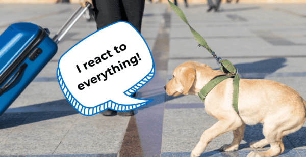 Reactive Dog Meaning: Is Your Dog Showing Signs of Reactivity? - The ...