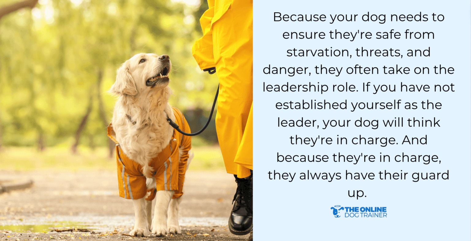 Reactive Dog Meaning: Is Your Dog Showing Signs of Reactivity? - The ...