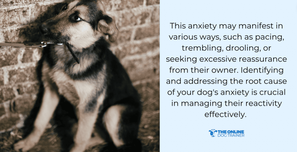 Reactive Dog Meaning: Is Your Dog Showing Signs of Reactivity? - The ...