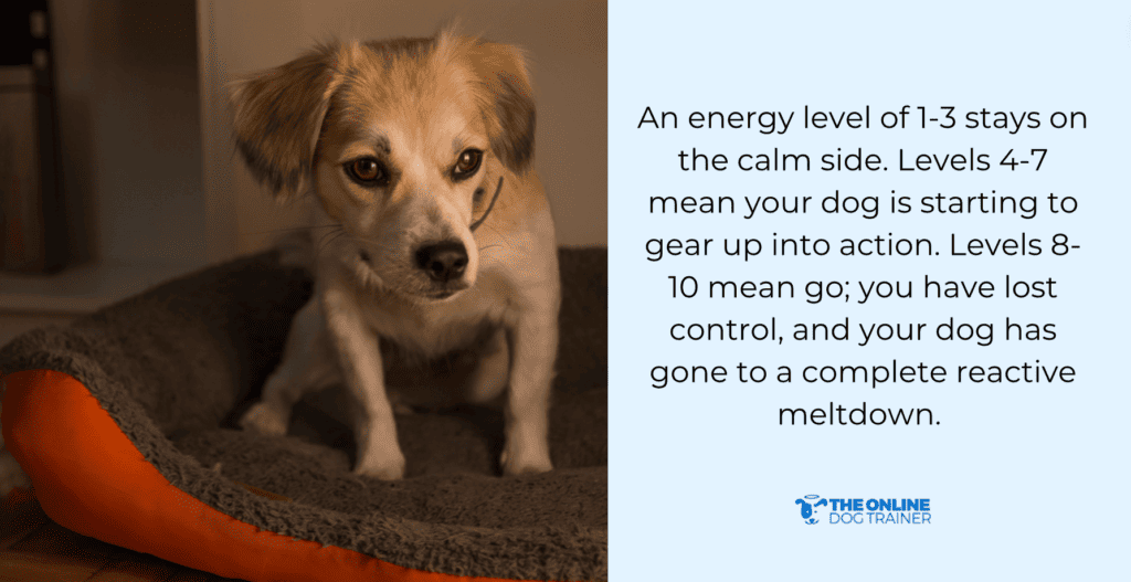 Reactive Dog Meaning: Is Your Dog Showing Signs of Reactivity? - The ...