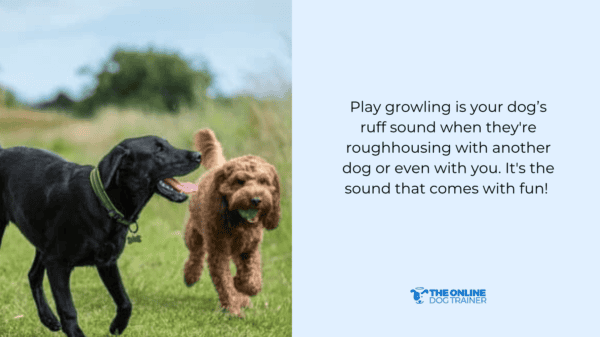 Understanding Dog Growling and How to Handle it - The Online Dog Trainer