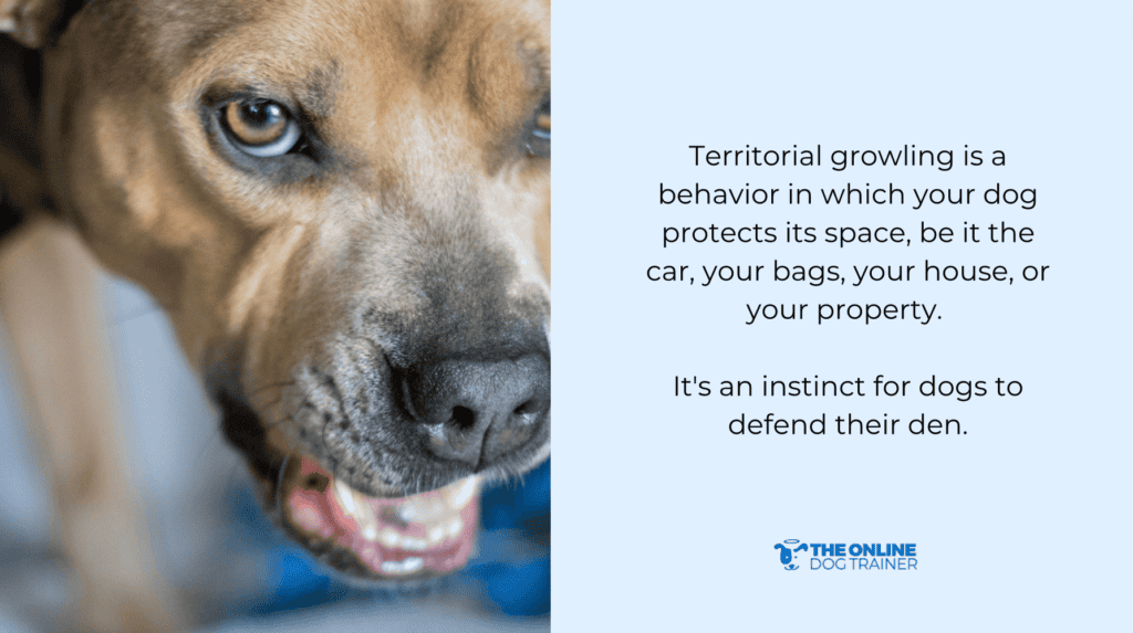 Understanding Dog Growling and How to Handle it - The Online Dog Trainer