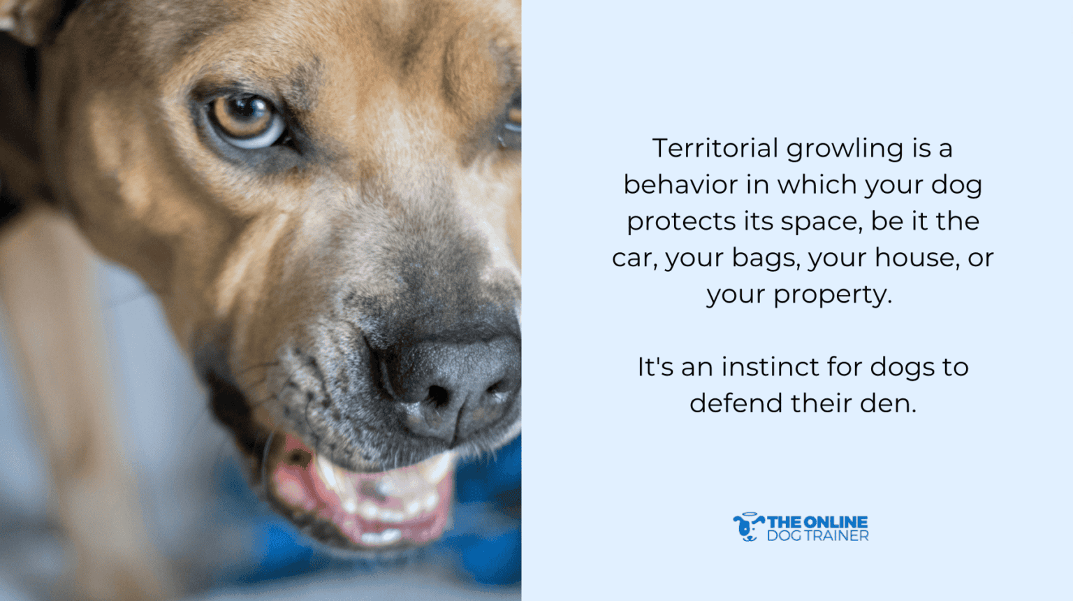 Understanding Dog Growling and How to Handle it - The Online Dog Trainer