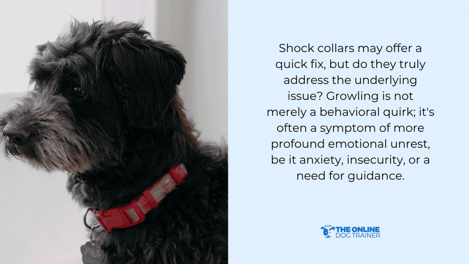 Understanding Dog Growling and How to Handle it - The Online Dog Trainer