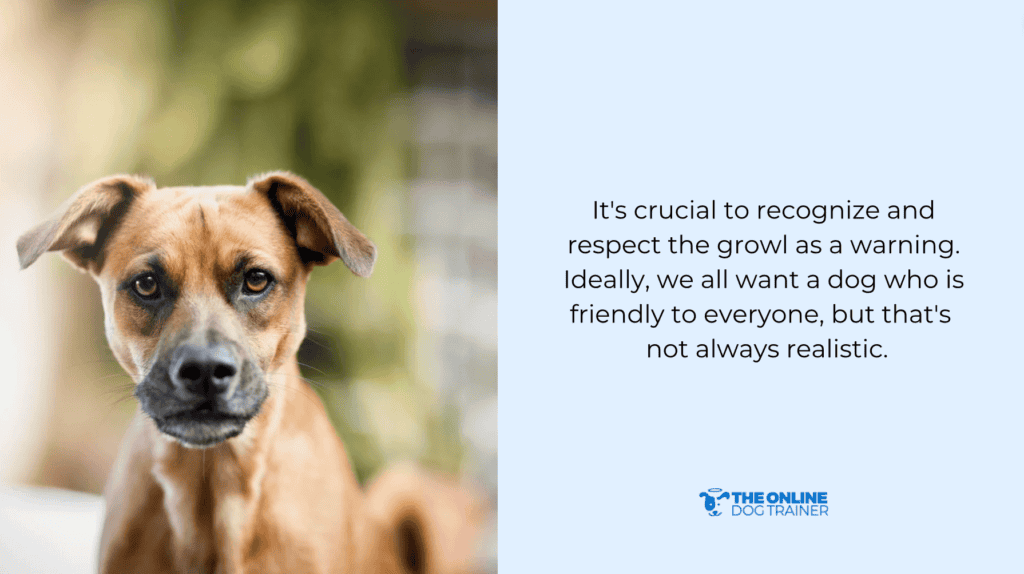 Understanding Dog Growling and How to Handle it - The Online Dog Trainer