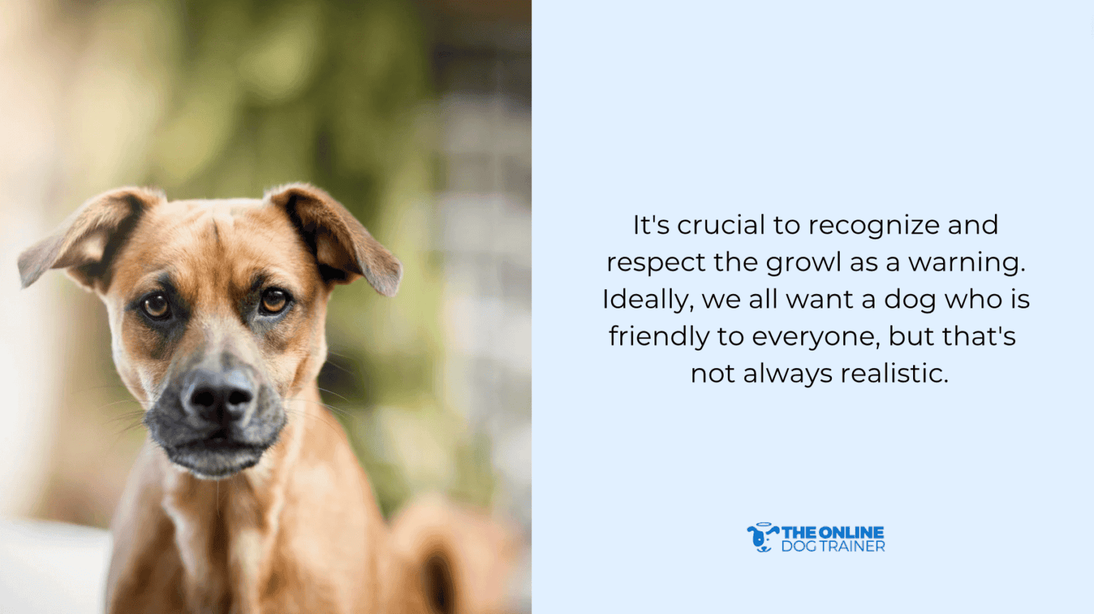 Understanding Dog Growling and How to Handle it - The Online Dog Trainer