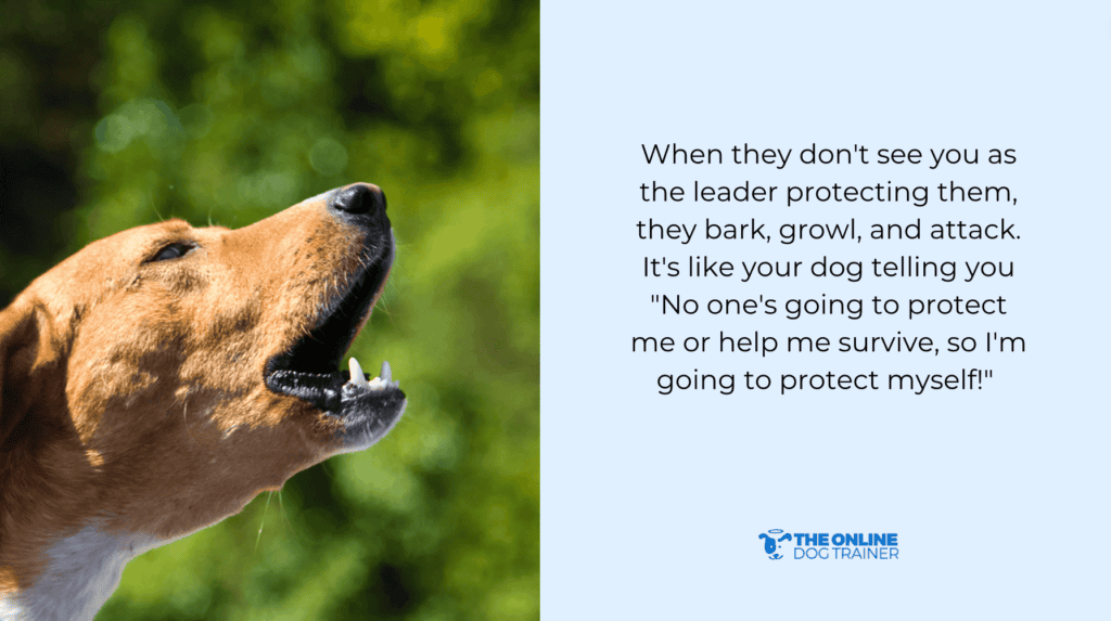 Understanding Dog Growling and How to Handle it - The Online Dog Trainer