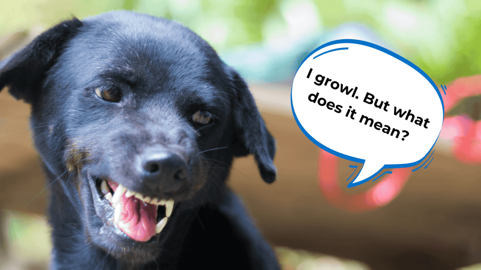 Understanding Dog Growling and How to Handle it - The Online Dog Trainer