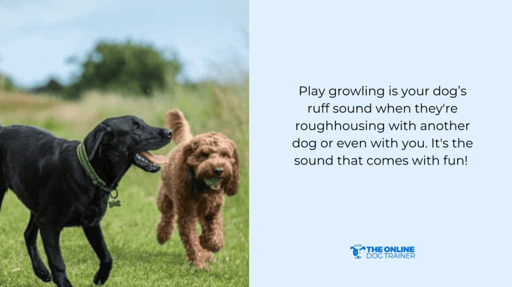 Understanding Dog Growling and How to Handle it - The Online Dog Trainer