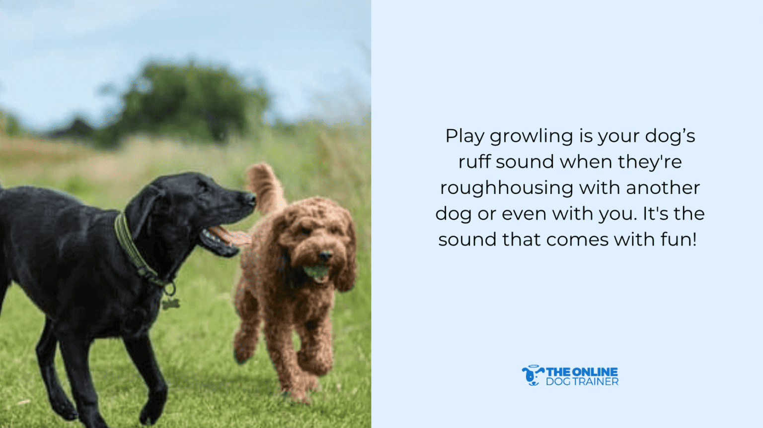 Understanding Dog Growling and How to Handle it - The Online Dog Trainer
