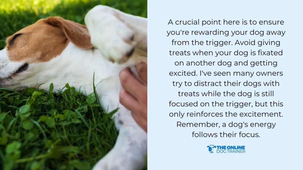 How to Stop Dog Lunging and Have a Calmer Dog on the Leash - The Online ...