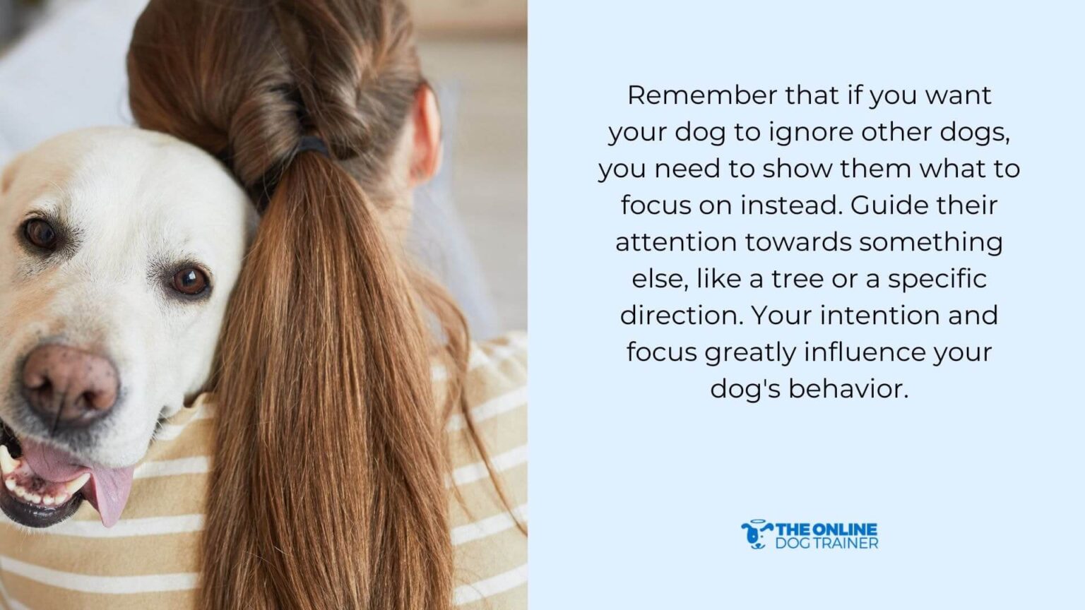 How to Stop Dog Lunging and Have a Calmer Dog on the Leash - The Online ...