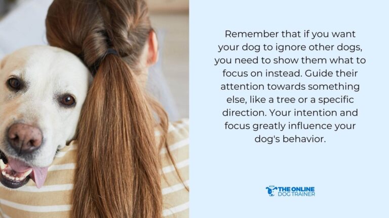 How to Stop Dog Lunging and Have a Calmer Dog on the Leash - The Online ...