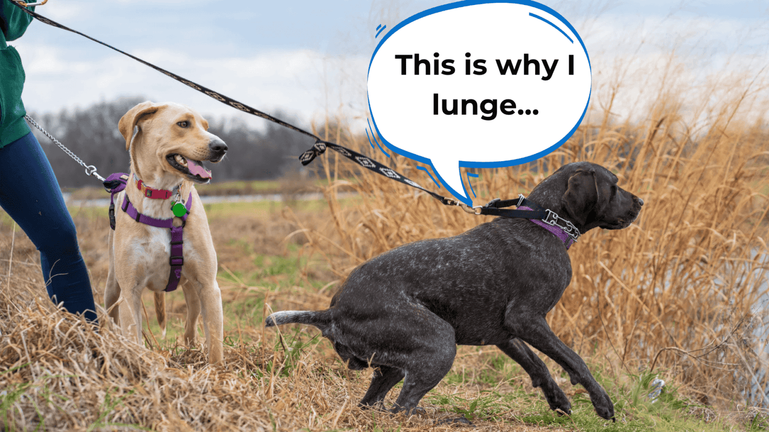 How to Stop Dog Lunging and Have a Calmer Dog on the Leash - The Online ...
