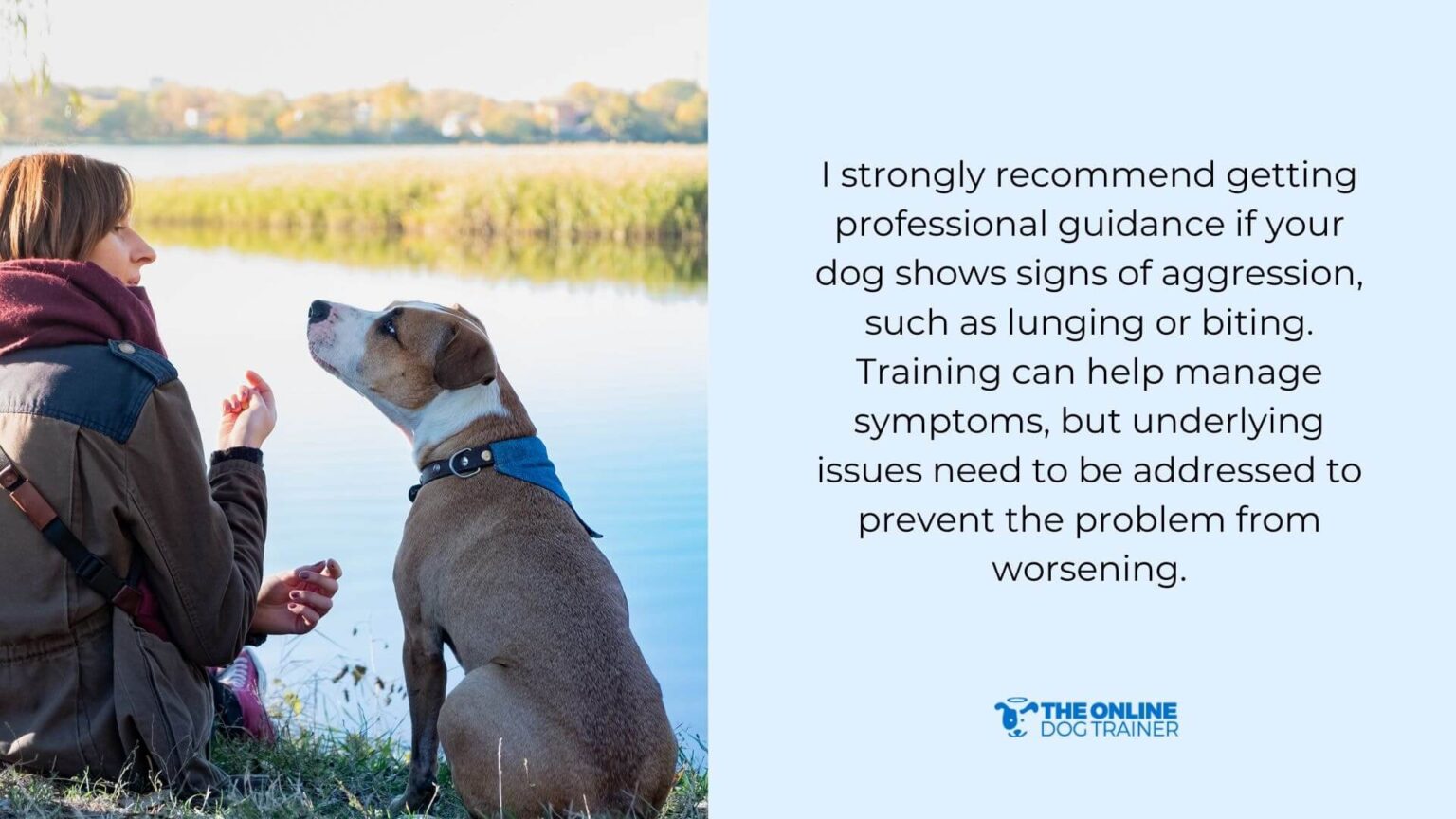How to Stop Dog Lunging and Have a Calmer Dog on the Leash - The Online ...